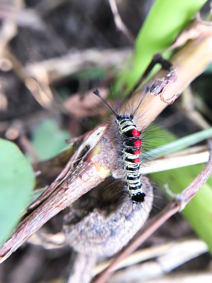 Black caterpillar stock photo. Image of caterpillar - 190217726