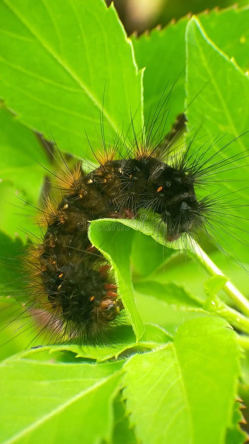 Black Caterpillar , this Caterpillar is Very Itchy Stock Photo - Image ...