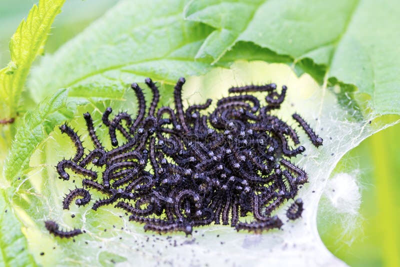 Black - red caterpillar stock image. Image of caterpillar - 12867681