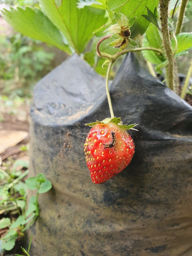 A Black Caterpillars Gnaw on Strawberries Stock Photo - Image of gnaw ...