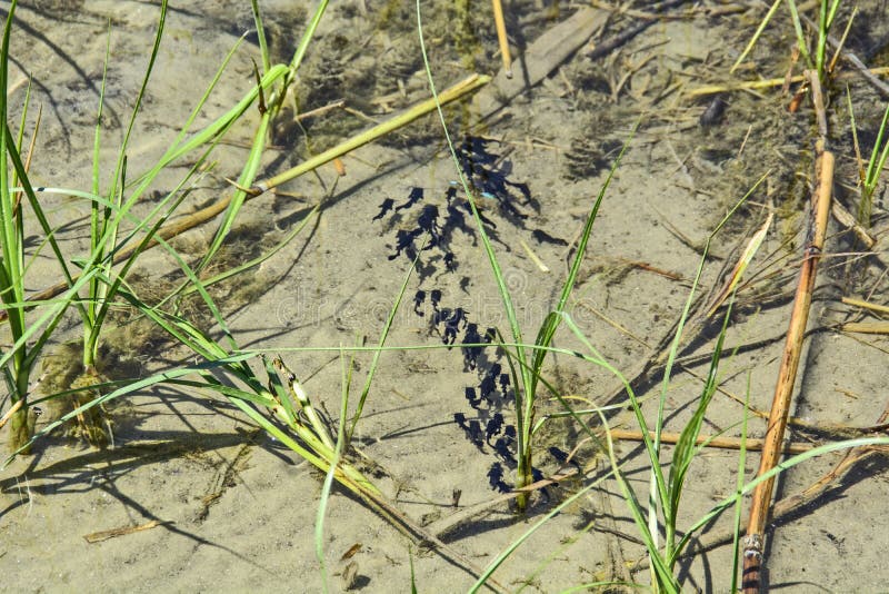 Black catfish shallows stock image. Image of tail, cane - 78834329