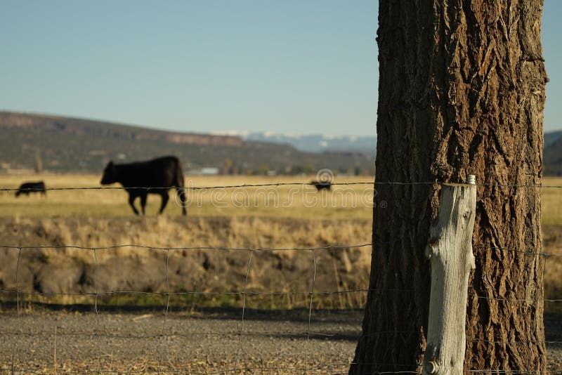Cattle Grazing in the Pasture Behind the Tree Stock Image - Image of ...