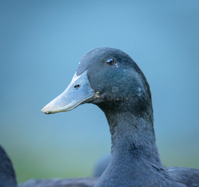 Black cayuga Duck stock photo. Image of cayuga, goose - 358026978