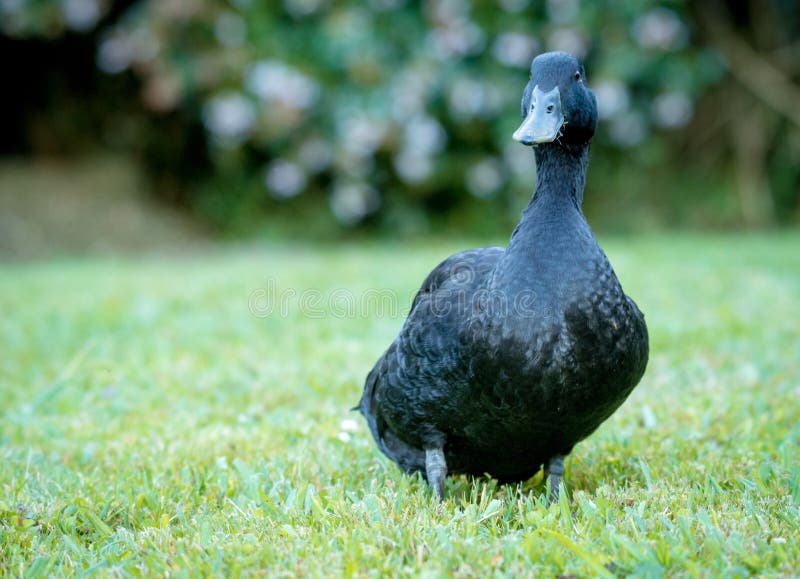 Black cayuga Duck stock photo. Image of mallard, wing - 358027030