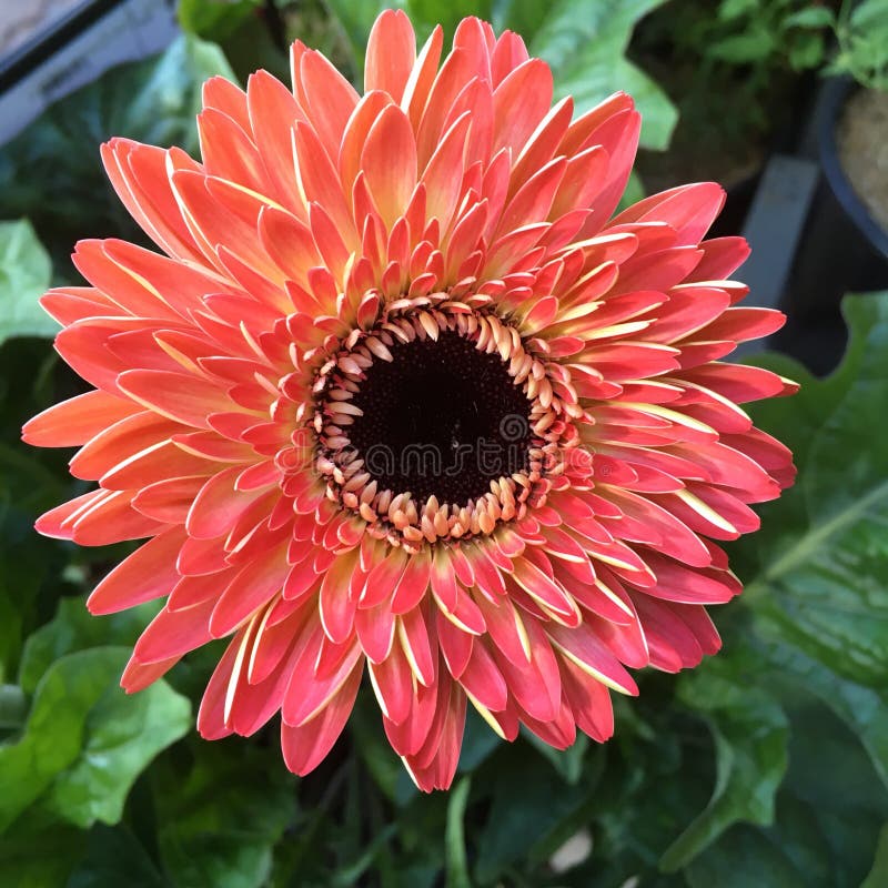 Black-centered Red and Yellow Flower Blossom Stock Photo - Image of ...