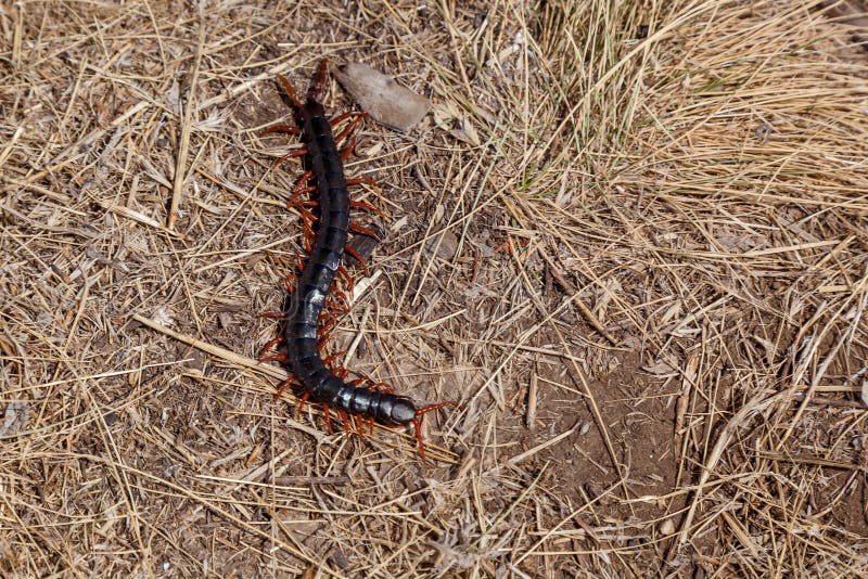 Black Centipede with Red Paws Stock Photo - Image of invertebrate ...