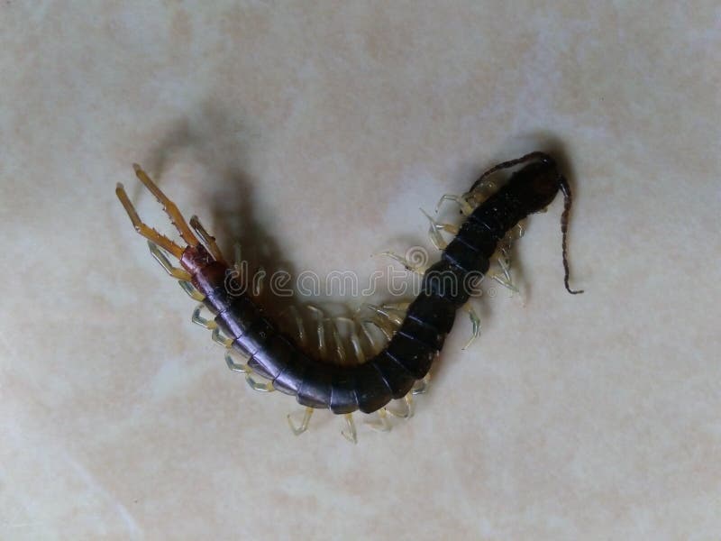 Black centipedes stock photo. Image of invertebrate - 102600476