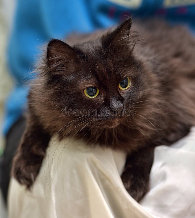 Black Chantilly Tiffany Cat with Yellow Eyes Stock Image - Image of ...