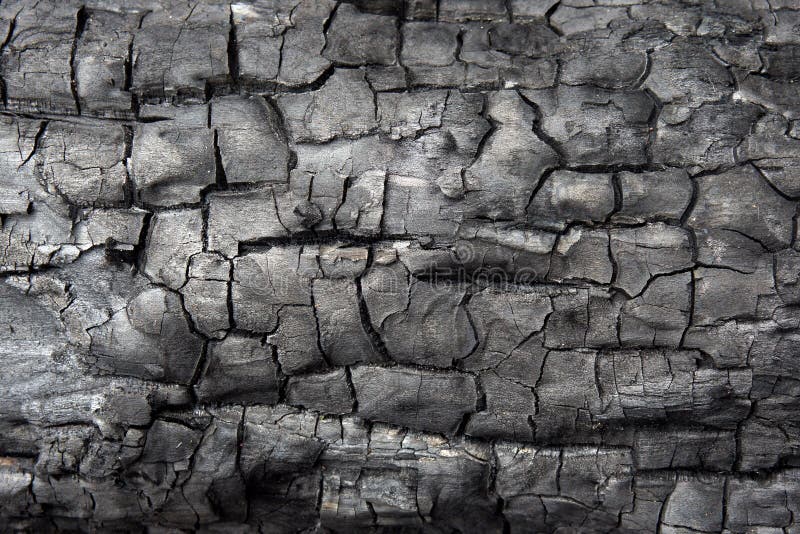 Background of burnt bark stock photo. Image of tree, abstract - 13591282
