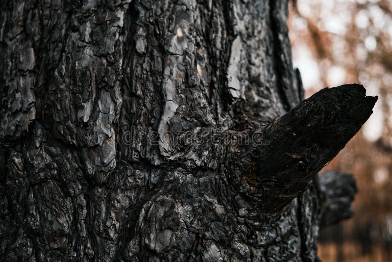 Burned Forest, Charred Trees, Forest Fires and Environmental Disaster ...