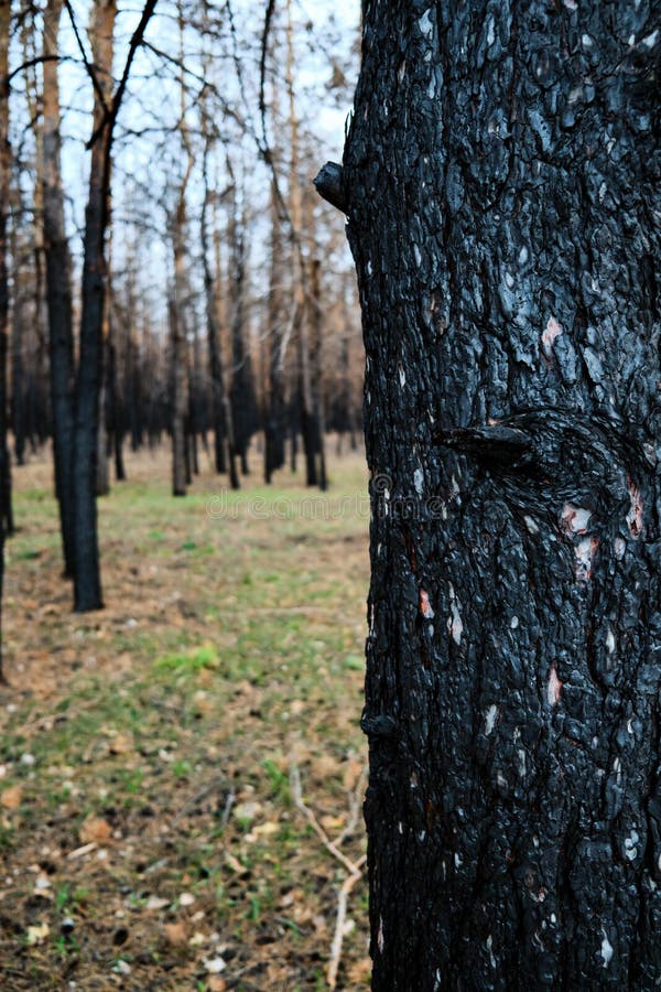 Black Charred Pine Tree Against the Burned Forest Stock Image - Image ...