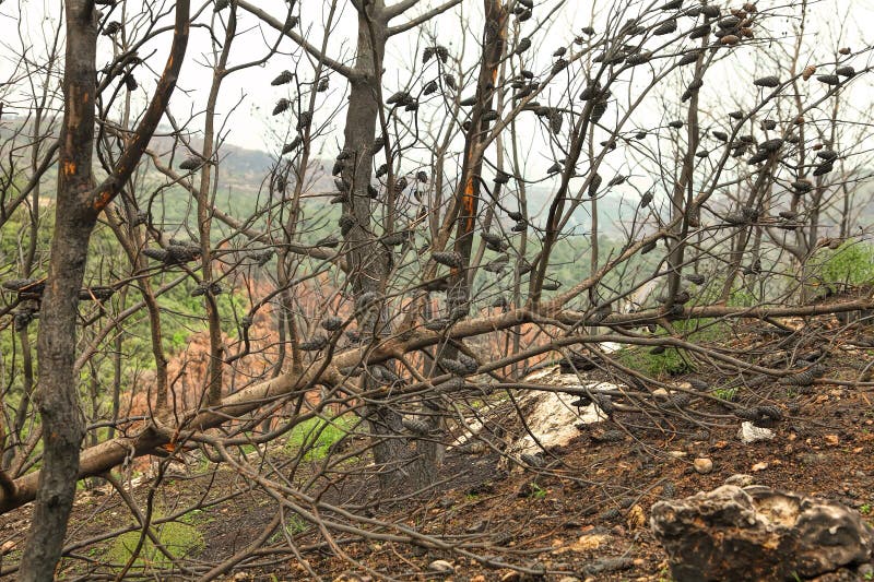 Restoring Vegetation after a Mountain Forest Fire Stock Image - Image ...