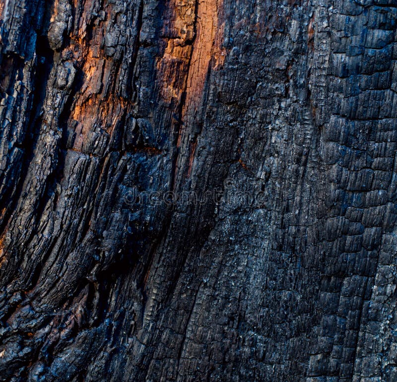 Black Charred Tree Texture. Tree Bark after a Forest Fire Stock Image ...