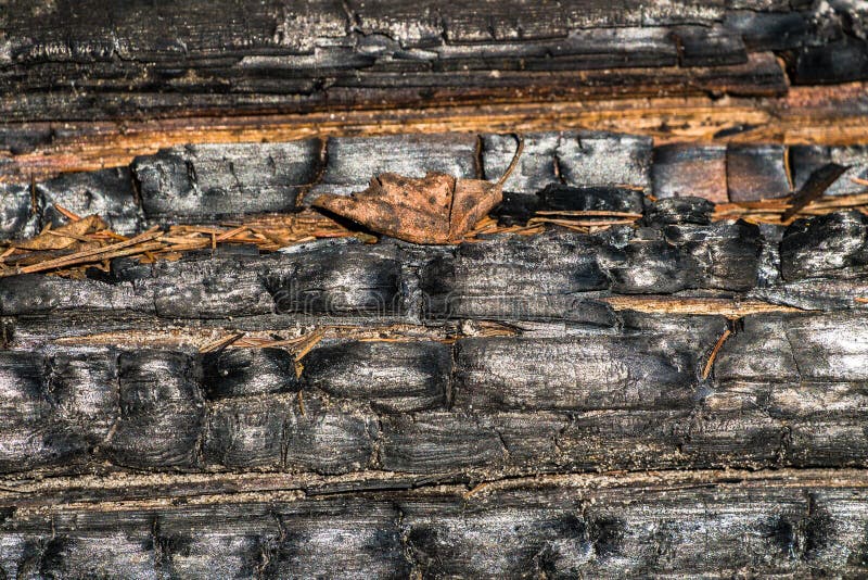 Black,charred Wood Surface.Natural Background and Texture of Burnt ...