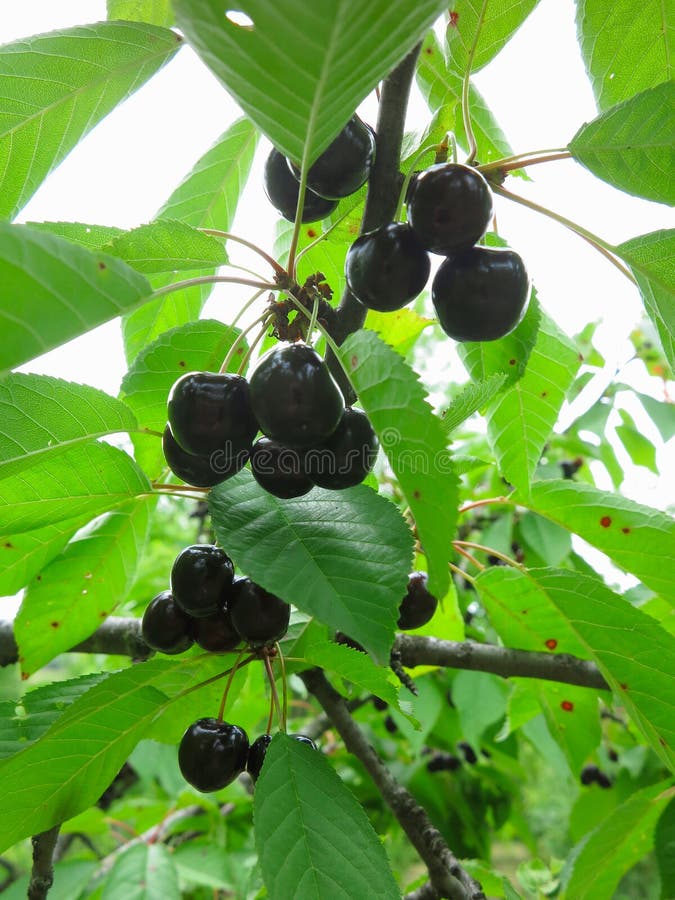 Black Cherries Growing on Branch Stock Image - Image of flora, bunch ...