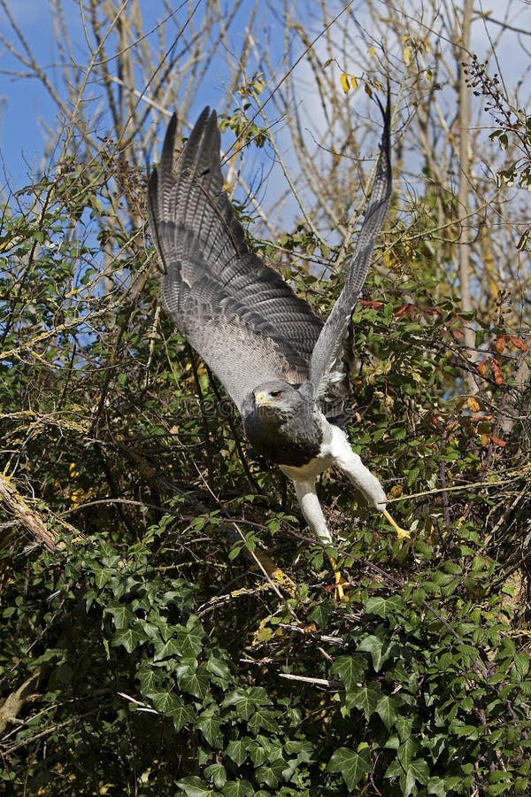 BLACK-CHESTED BUZZARD-EAGLE Geranoaetus Melanoleucus TAKING FLIGHT from ...
