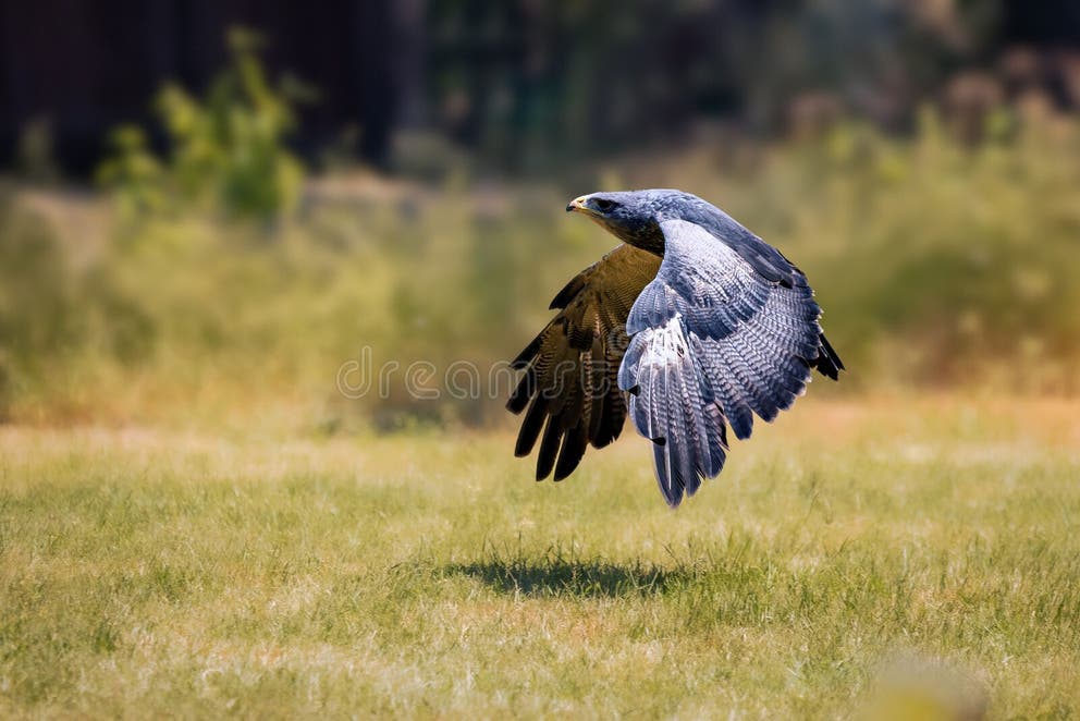 Black-chested Buzzard-eagle Landing on a Grassy Field Stock Image ...