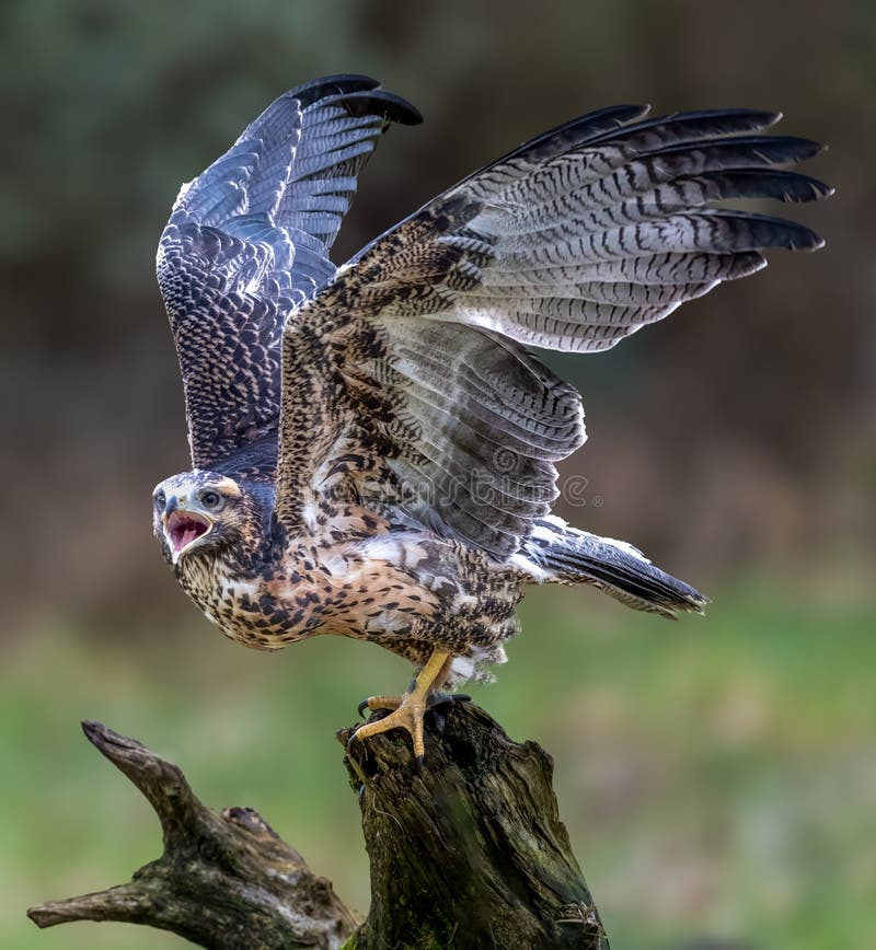 Black-chested Buzzard-eagle Perched on a Branch, Wings Spread Wide ...