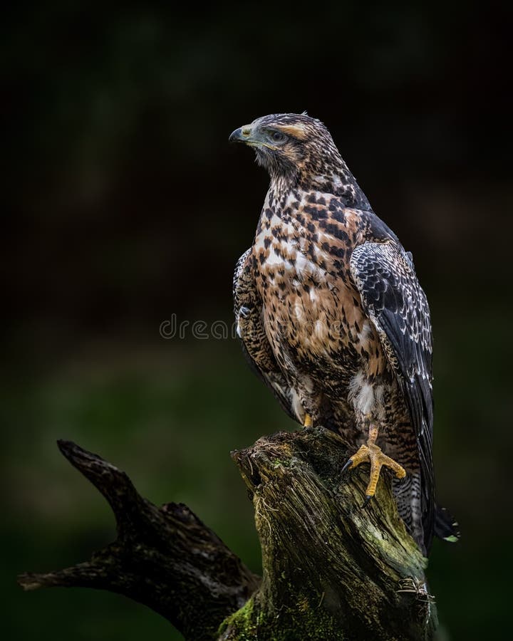 Black-chested Buzzard-eagle Perched on a Tree. Geranoaetus Melanoleucus ...