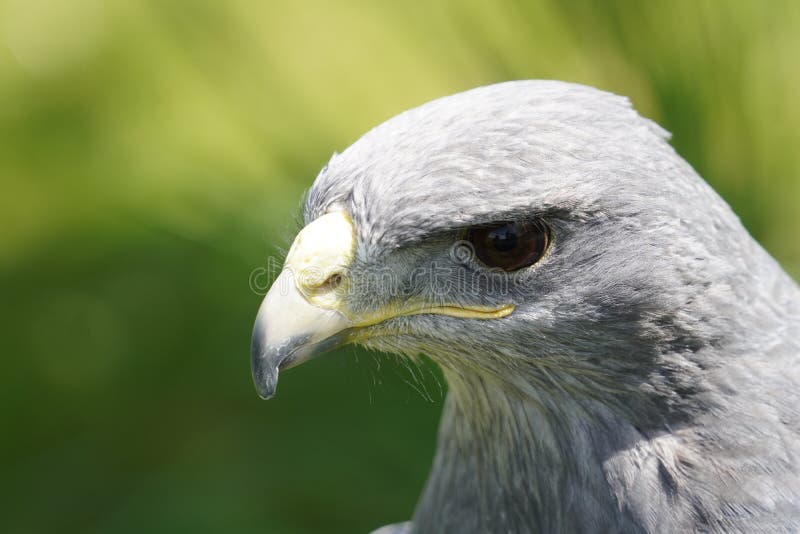 Black Chested Buzzard Eagle in the Sun Stock Image - Image of face ...