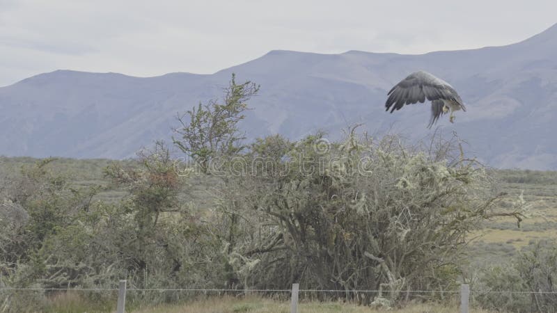Majestic Black-chested Eagle Taking Flight from Bush Stock Photo ...