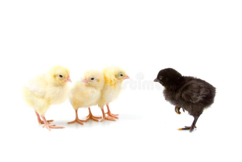 Five Yellow Chicks and One Chick Black Stock Image - Image of cute ...