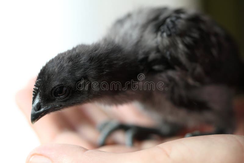 The black-bone chicken stock photo. Image of black, agriculture - 113698604