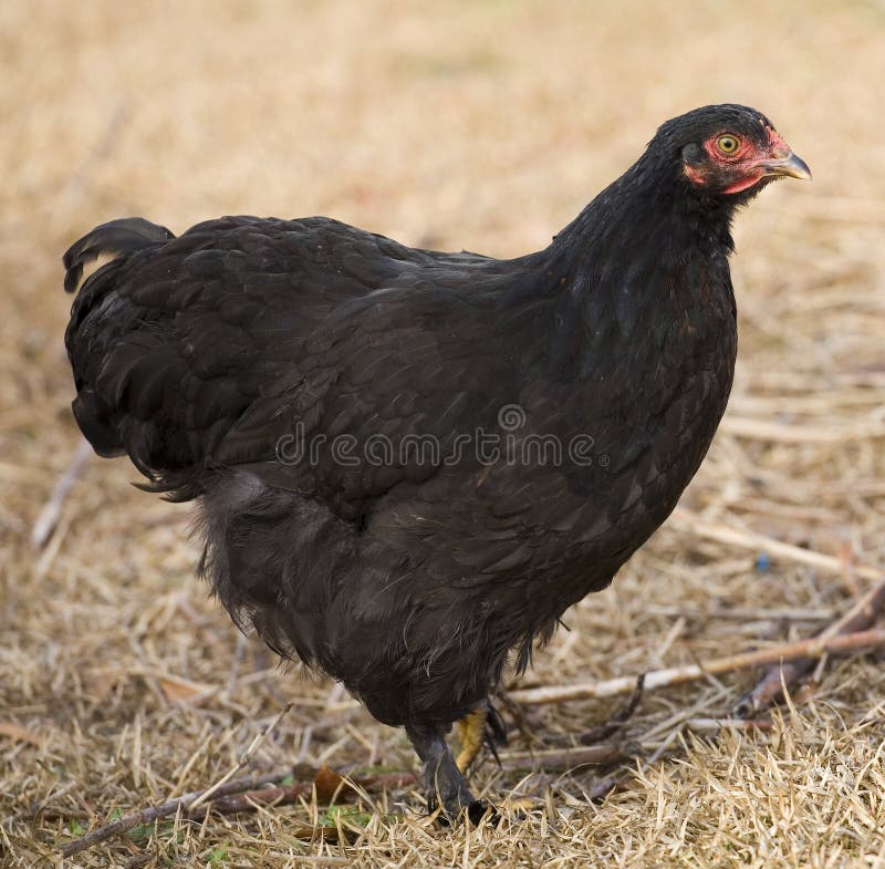 Black chicken stock image. Image of orange, farm, female - 23560759