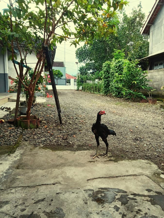 Black Chicken Alone in Front of the Terrace of a Country House Stock ...