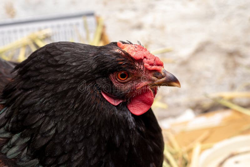 Black Chicken in the Barn. Portrait of a Chicken Close Up in Profile ...