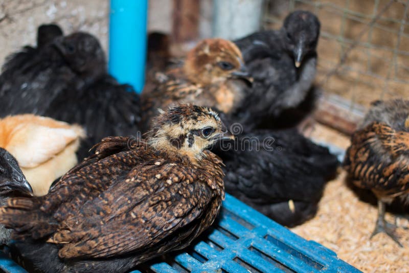 Black Chicken Egg Farm Breeding Stock Image - Image of business, birds ...