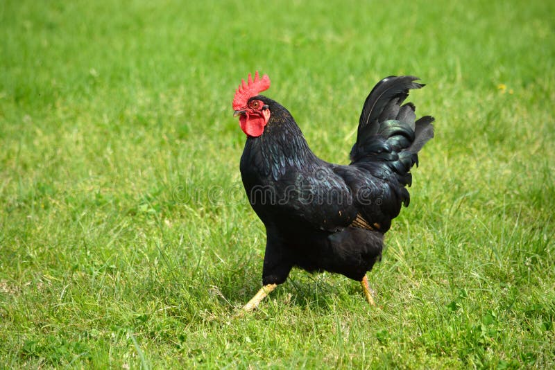 Black chicken stock photo. Image of farm, full, body - 59070126