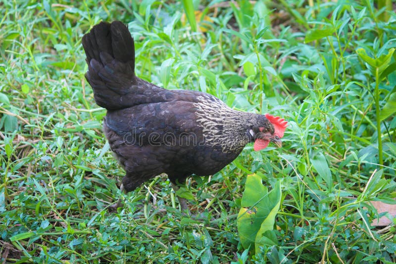 Chicken Birds stock image. Image of bird, plant, rooster - 259418041