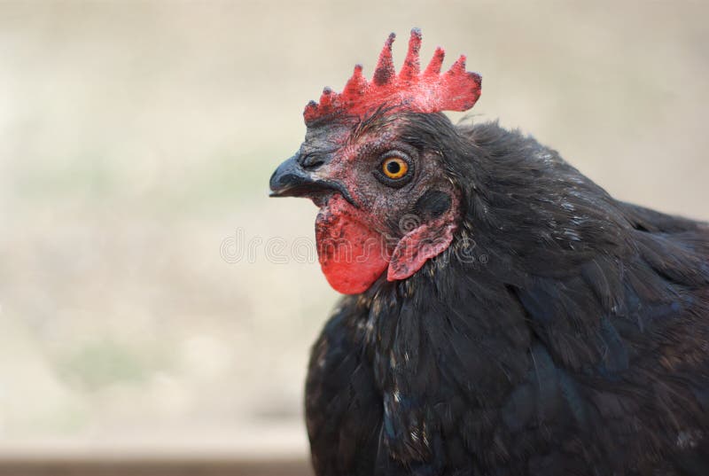 Black Chicken Hen Close Up Side View Stock Photo - Image of wing ...