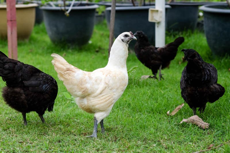 Black Chicken Hen that Has Feathers All Along Its Talons Stock Image ...