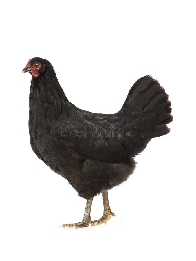 Black Australorp Chicken Standing on White Background Stock Image ...