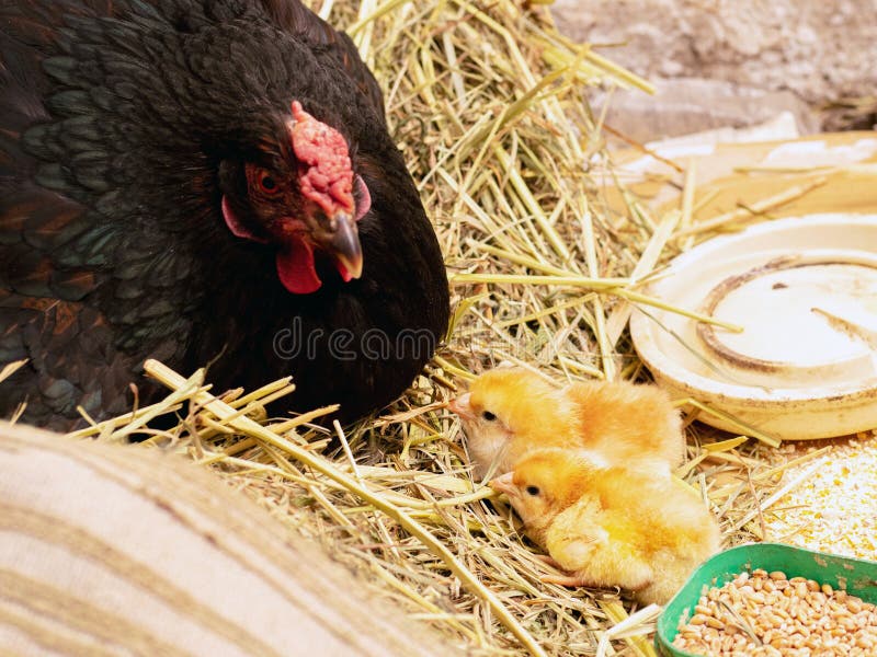 Black Chicken with Little Yellow Chickens on Straw Stock Image - Image ...