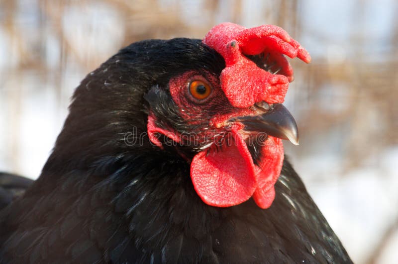 A Black Chicken with a Red Beak and Red Comb Stock Photo - Image of ...