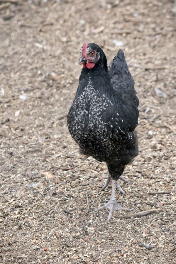 This is a Black Chicken with a Red Wattle and Comb Stock Photo - Image ...