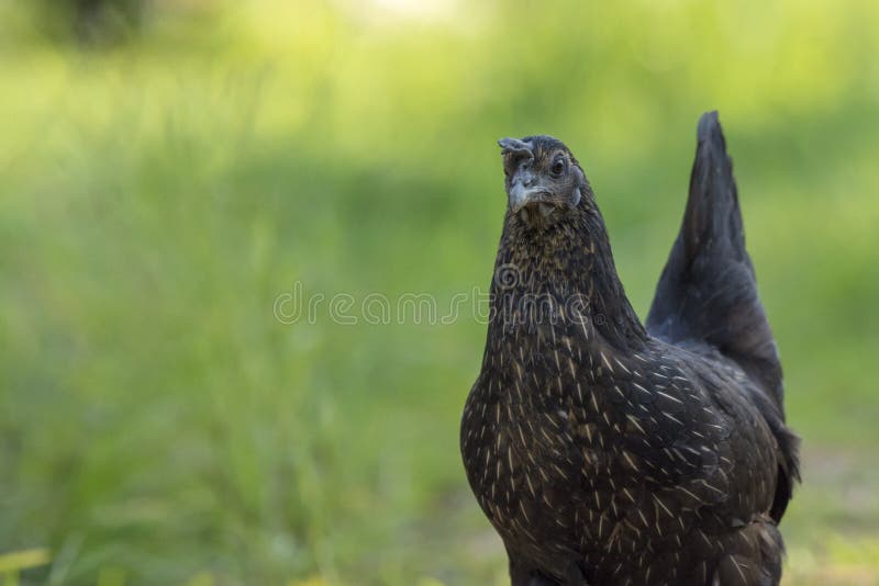 Black Chicken Standing in a Farm Field and Space Stock Photo - Image of ...