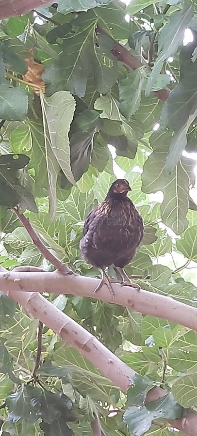 Chicken in tree stock photo. Image of close, curious - 25354238