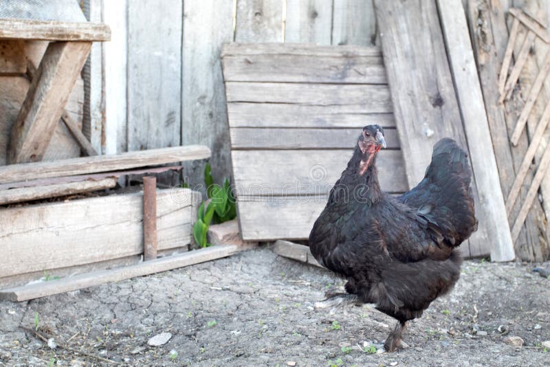 A Black Chicken Walking on the Farm Stock Photo - Image of agricultural ...