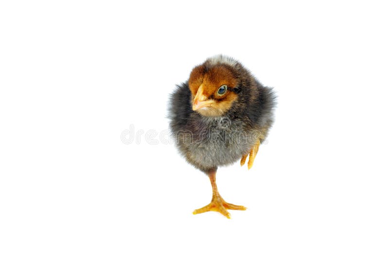 Black Chicken on White Background Stock Image - Image of fluff ...