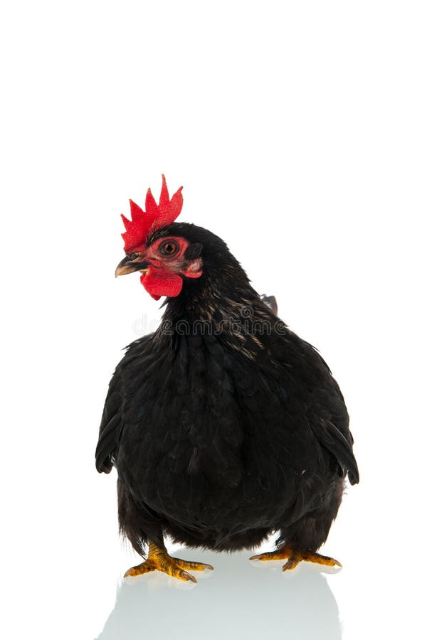 Black Chicken with Egg on White Background Stock Image - Image of bird ...