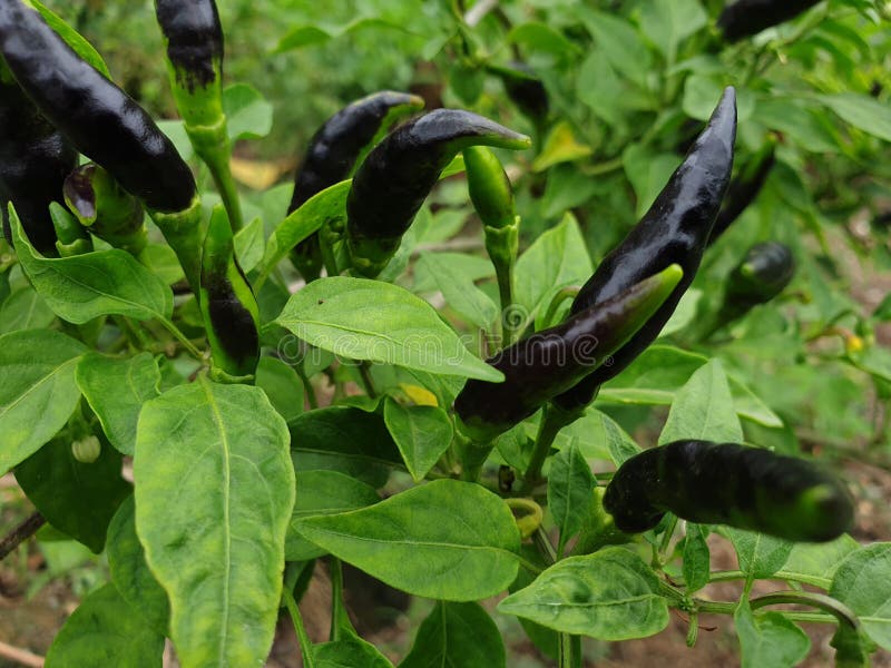 Black Chilli on Green Plant Stock Photo - Image of shrub, leaf: 190289858