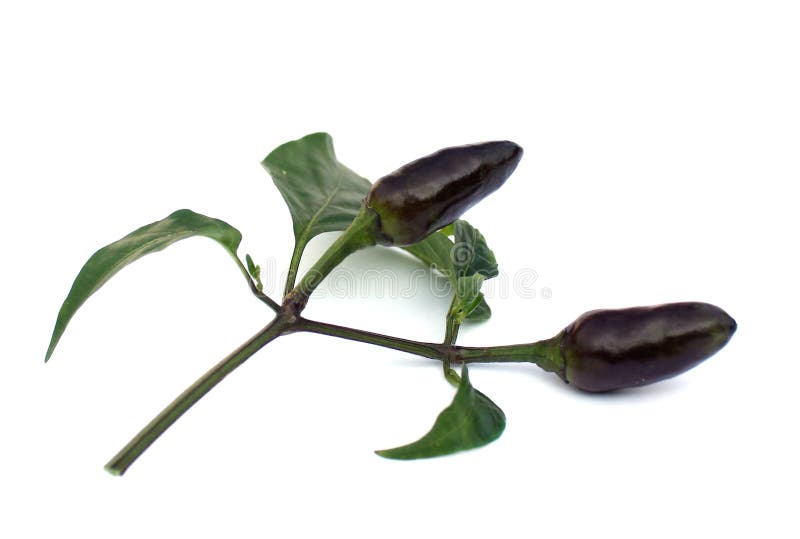 Blackchilli Stock Photos - Free & Royalty-Free Stock Photos from Dreamstime