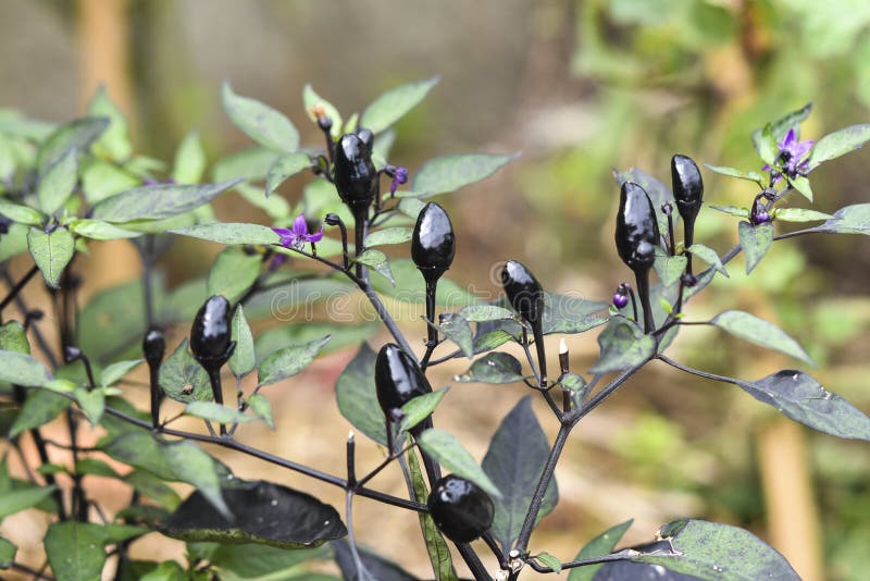 Black chilli stock photo. Image of black, mouth, plant - 206355120