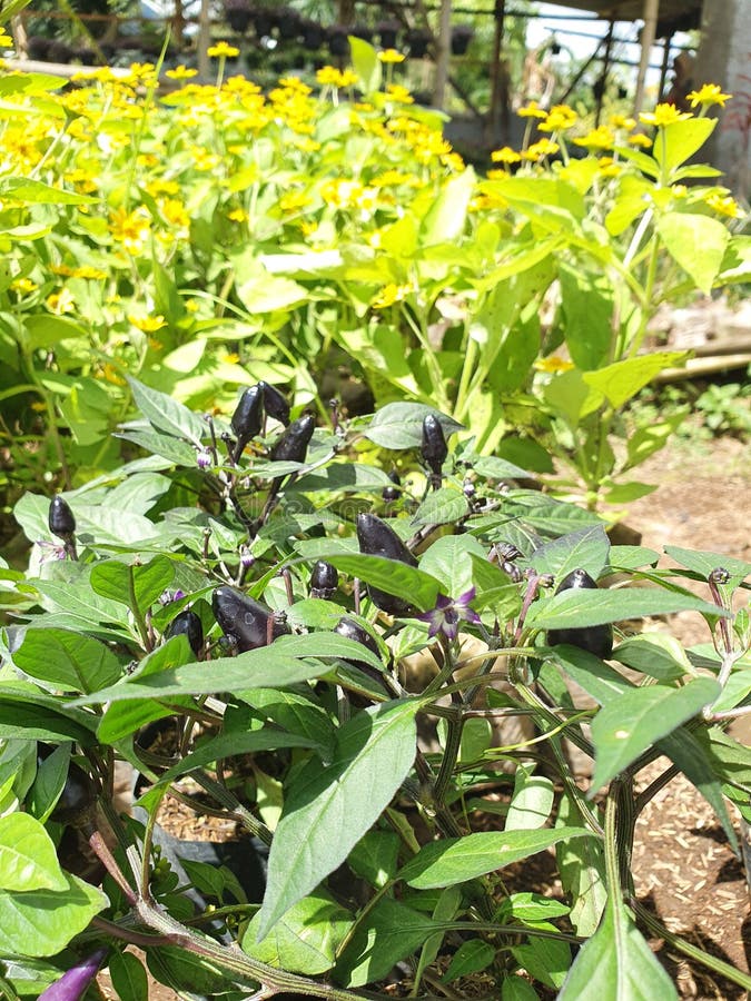 Black Chilli on Green Plant Stock Photo - Image of shrub, leaf: 190289858