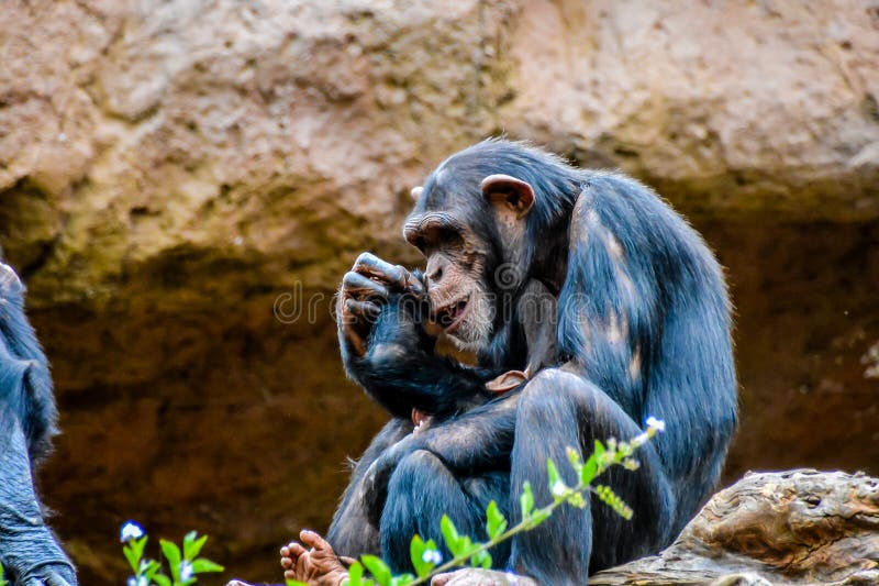 Black Chimpanzee Mammal Ape Stock Photo - Image of troglodytes ...