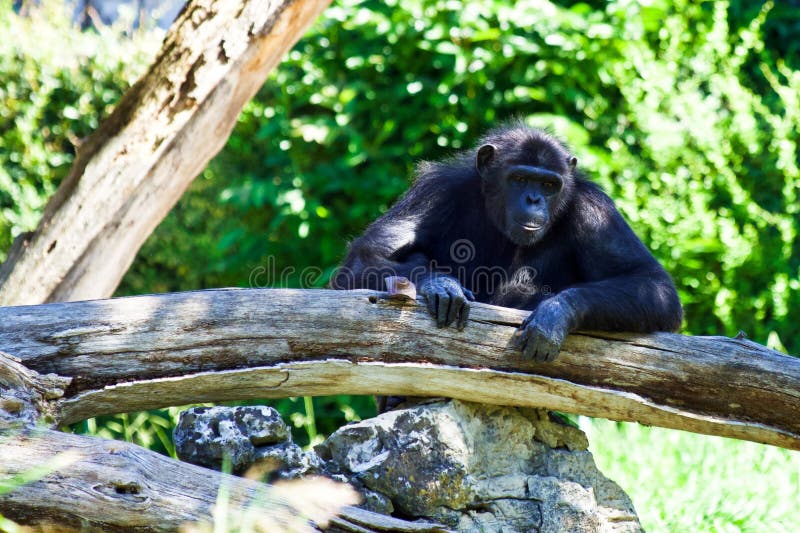 Black Chimpanzee Monkey Rests Its Arm on a Fallen Tree Trunk while ...